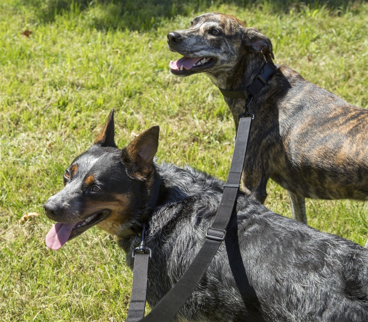 バイキングタクティクス VTAC Ranger Buddy: Dog Leash and Collar Combo VTAC ...