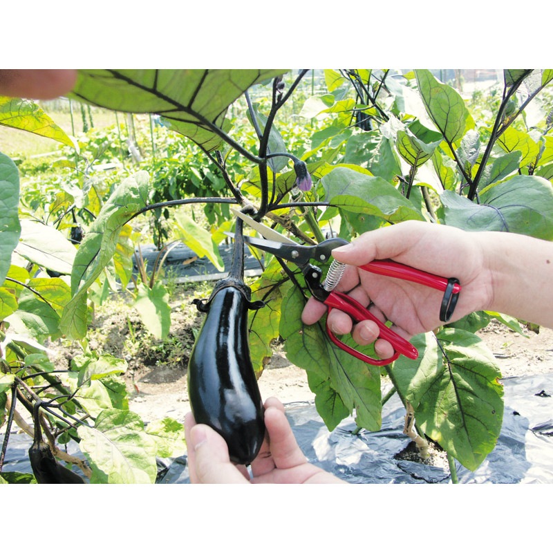 アルス 摘果鋏エクストラロング ガード付 300LL-G-BP ｜金象印の公式通販サイト【金象本舗】