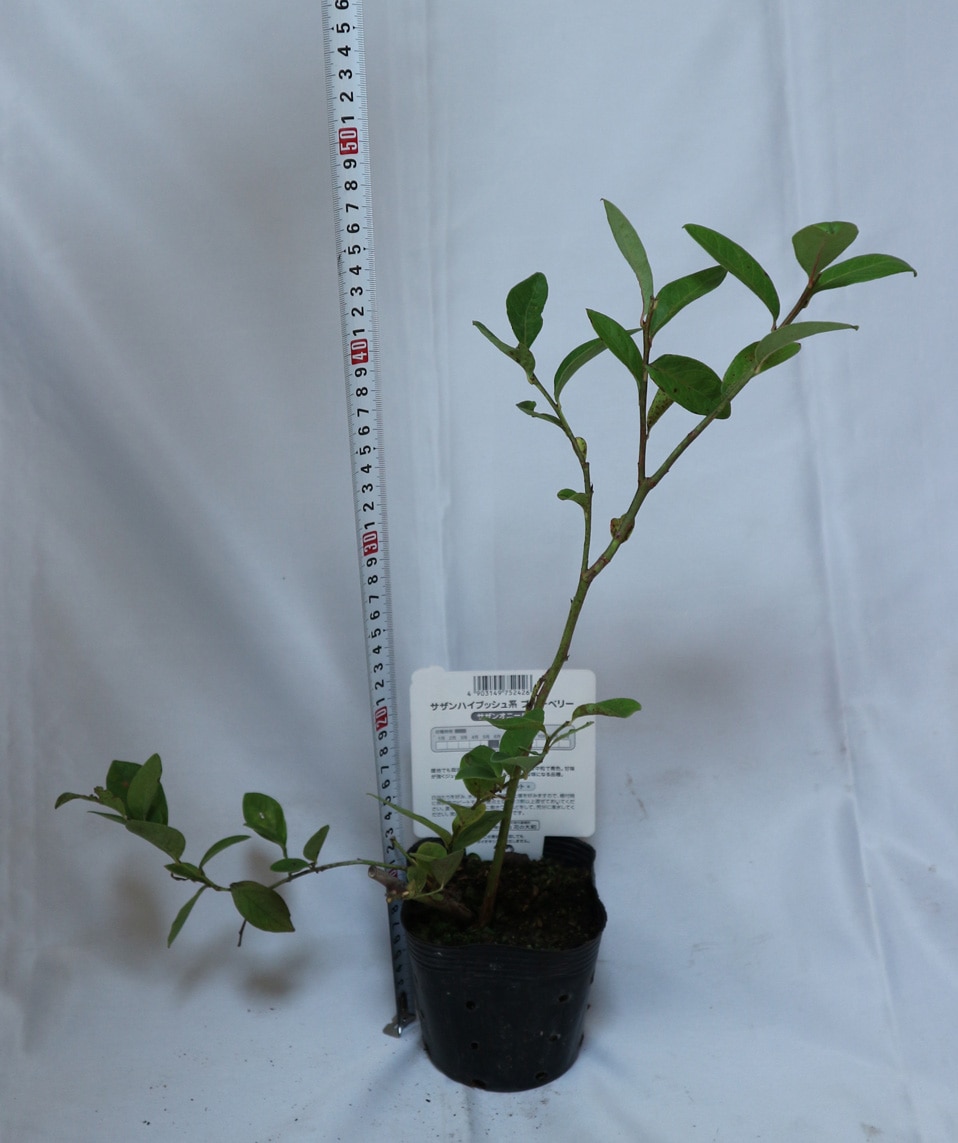 「大実サザンブッシュ系ブルーベリー サザンオニール 12cmポット苗」【1個売り】｜ 【植物のITANSE】全品送料無料・即出荷!