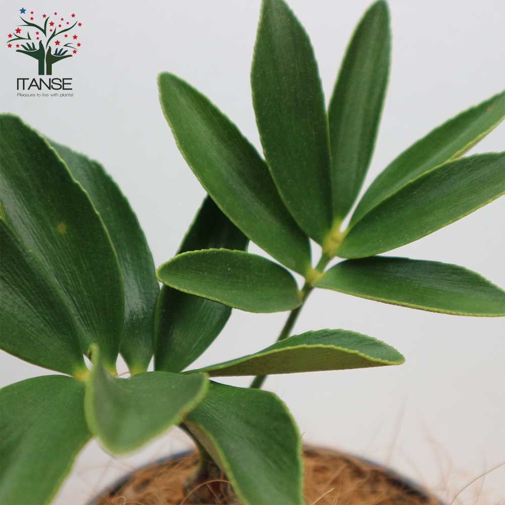 観葉植物 メキシコソテツ(ザミア・プミラ)【観葉植物 12cmポット／1個売り】｜ 【植物のITANSE】全品送料無料・即出荷!