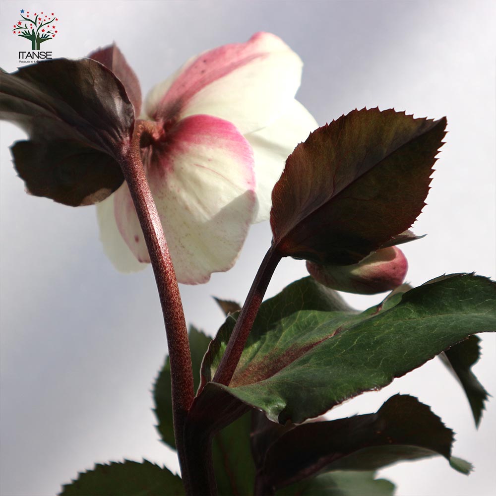 クリスマスローズ HGC IceN'roses 氷の薔薇：ビアンコ【花苗 6号ポット／1個売り】｜ 【植物のITANSE】全品送料無料・即出荷!