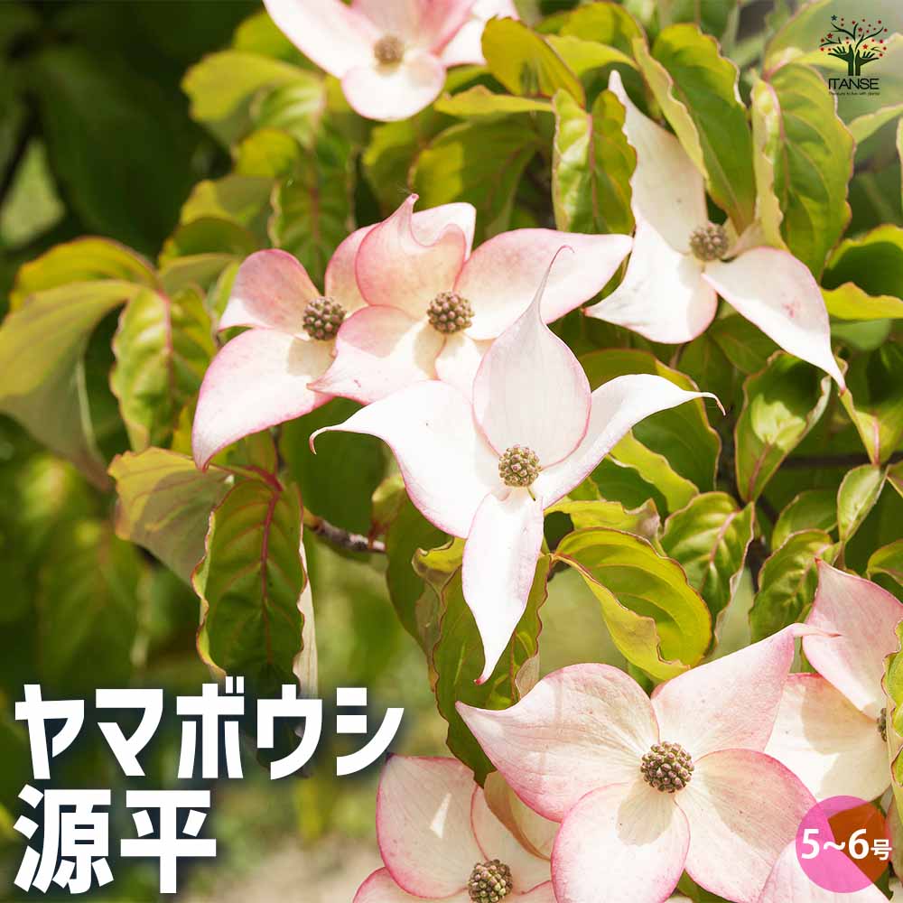 源平ヤマボウシ 【庭木 5～6号ポット苗／1個売り】｜ 【植物のITANSE】全品送料無料・即出荷!