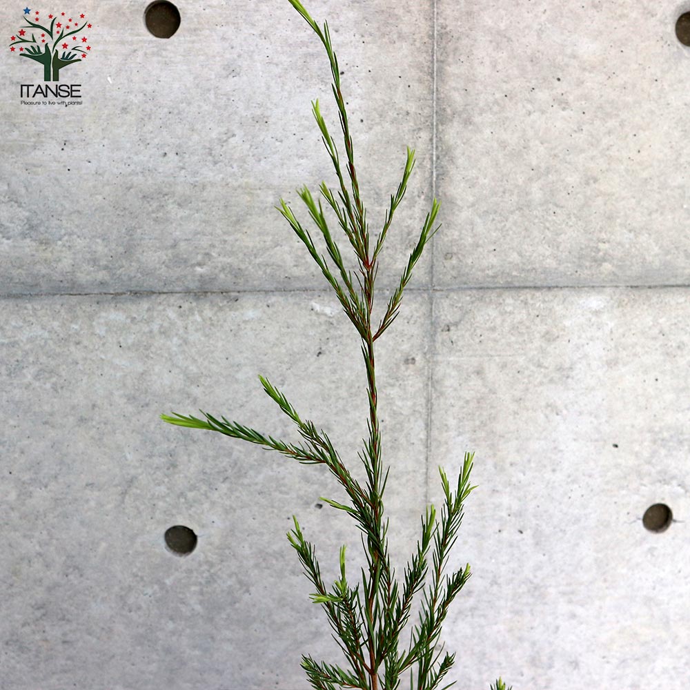 メラレウカ ブラックティーツリー【庭木 4.5号／1個売り】｜ 【植物のITANSE】全品送料無料・即出荷!