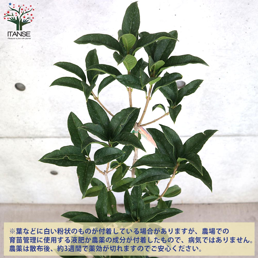 金木犀(キンモクセイ) 【庭木 6号／1個売り】｜ 【植物のITANSE】全品送料無料・即出荷!