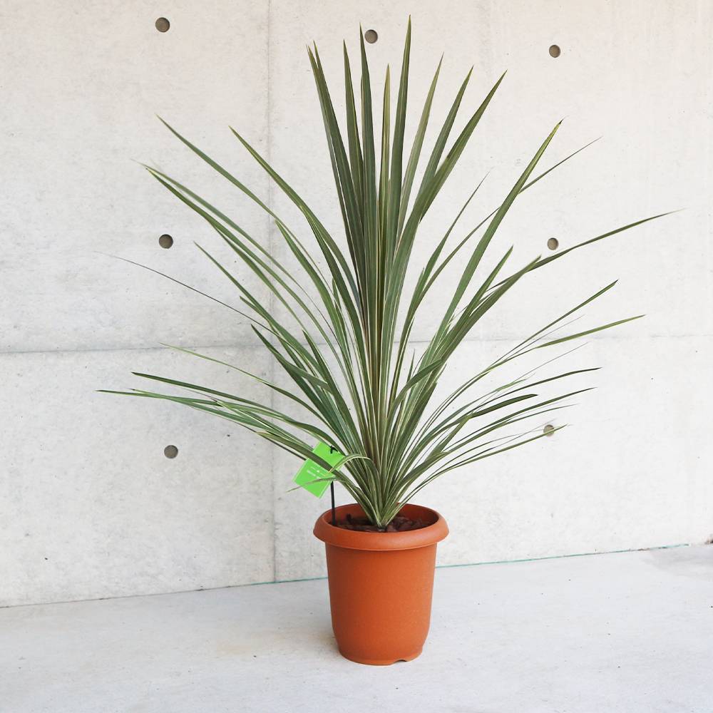 カラーリーフ コルディリネ ターバイダスラー【庭木 8号／1個売り】｜ 【植物のITANSE】全品送料無料・即出荷!