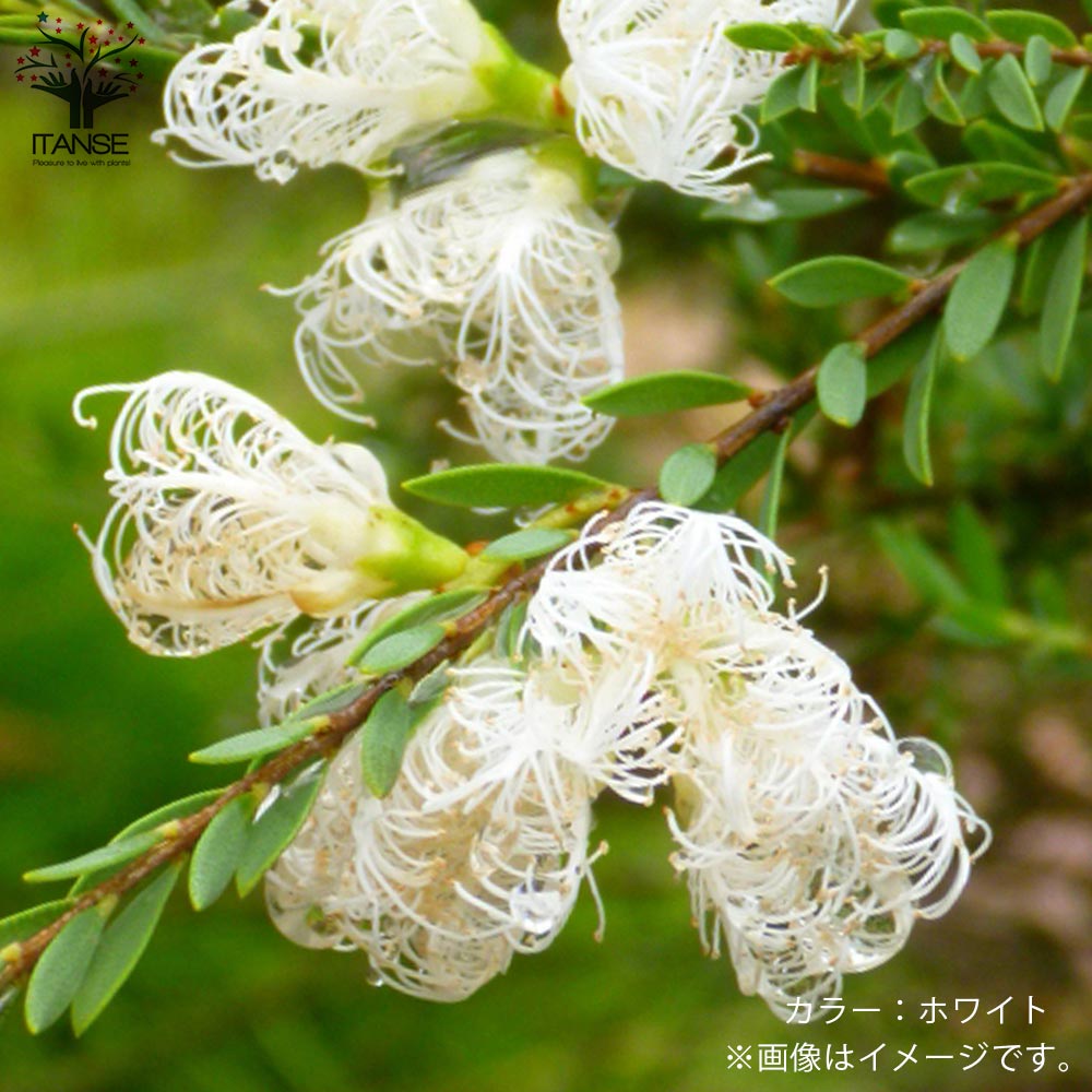 メラレウカ・コットンキャンディー 3色セット(ピンク・パープル・ホワイト各1個)【庭木 2.5号ポット／お買い得3個セット】｜ 【植物のITANSE】全品送料無料・即出荷!