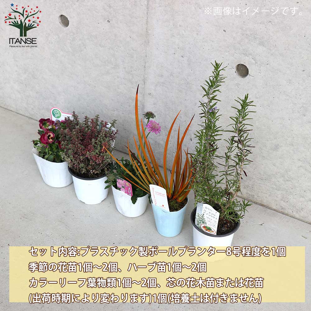 季節の花苗＆ハーブ苗＆リーフプランツ葉物類 苗投込み寄植え風 Cセット【花苗 8号ボール鉢／1個売り】｜ 【植物のITANSE】全品送料無料・即出荷!