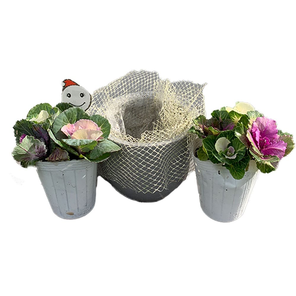 紅白葉牡丹 苗投込み寄植え風小 Dセット セット内容:プラスチック鉢5号程度を1個、葉牡丹苗(ベビースマイルなど)紅白各1個程度 【花苗 5号鉢／1個売り】｜ 【植物のITANSE】全品送料 ...