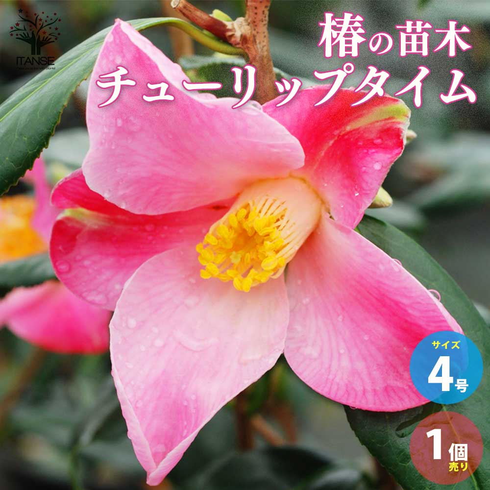 椿(ツバキ)の苗木 品種:チューリップタイム 【庭木 4号ポット苗／1個売り】｜ 【植物のITANSE】全品送料無料・即出荷!