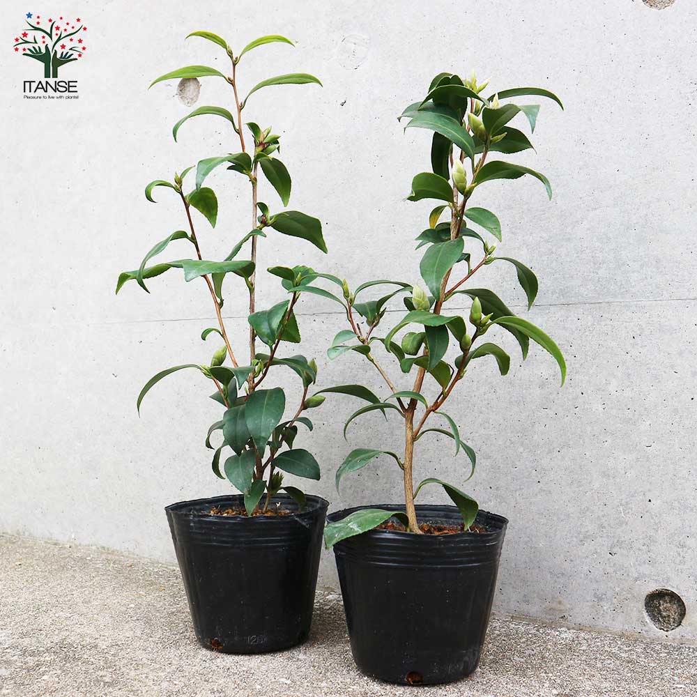 椿(ツバキ)の苗木 品種: 出雲大社赤藪(イズモタイシャアカヤブ)【庭木 4号ポット苗／1個売り】｜ 【植物のITANSE】全品送料無料・即出荷!