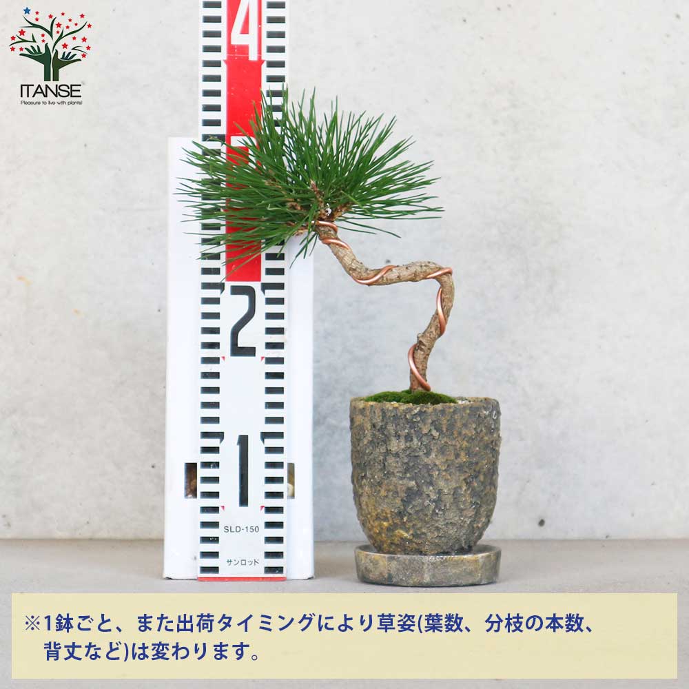 黒松・ねじり曲付け小盆栽【庭木 10cmわびさび荒素焼鉢／1個売り】｜ 【植物のITANSE】全品送料無料・即出荷!