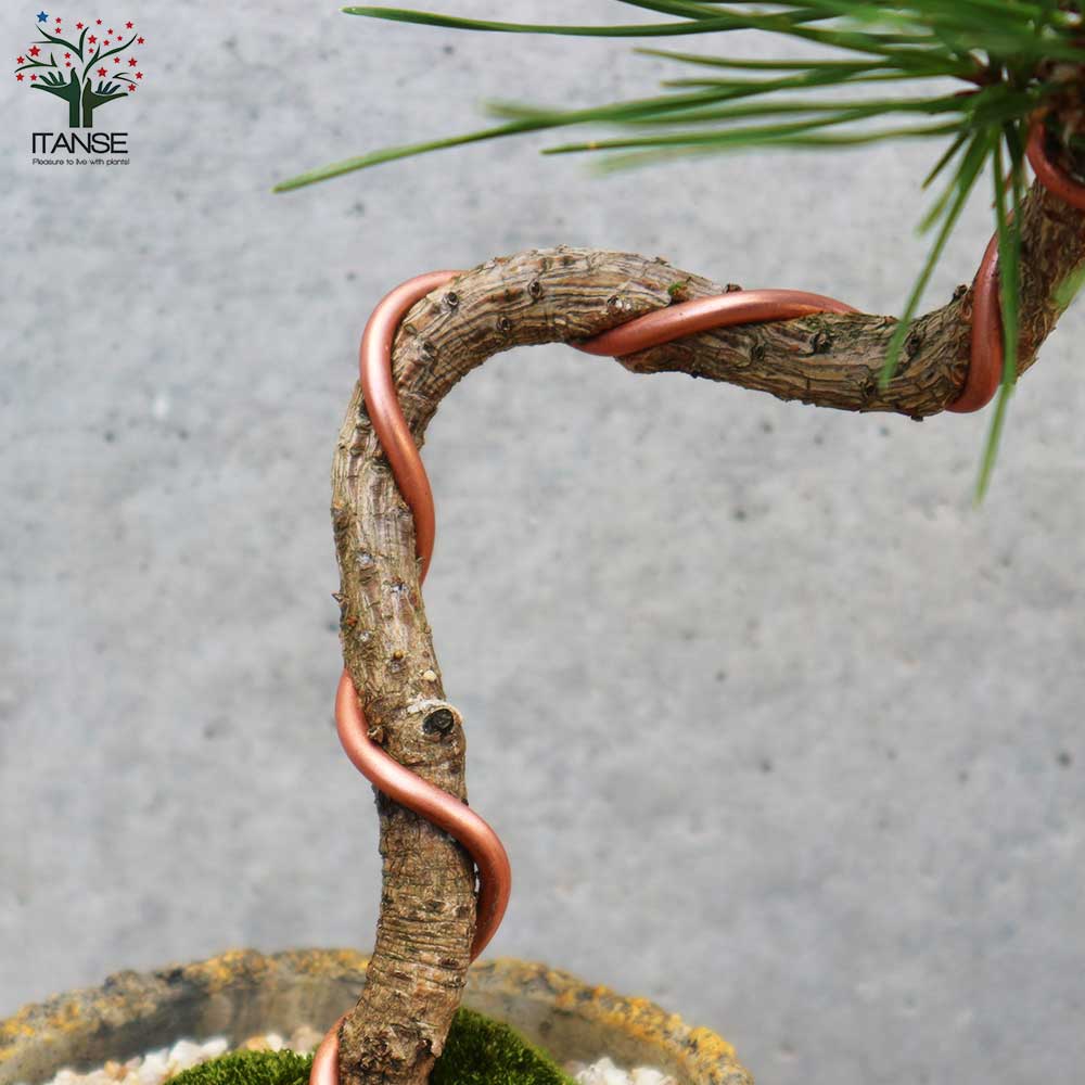 黒松・ねじり曲付け小盆栽【庭木 10cmわびさび荒素焼鉢／1個売り】｜ 【植物のITANSE】全品送料無料・即出荷!