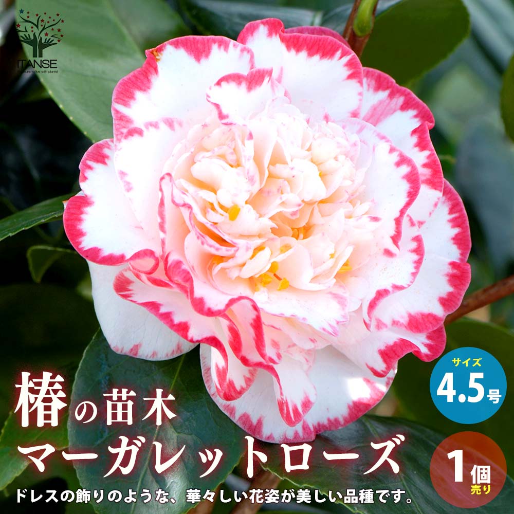 椿(ツバキ)の苗木 品種:マーガレットローズ【庭木 4.5号ポット苗／1個売り】｜ 【植物のITANSE】全品送料無料・即出荷!