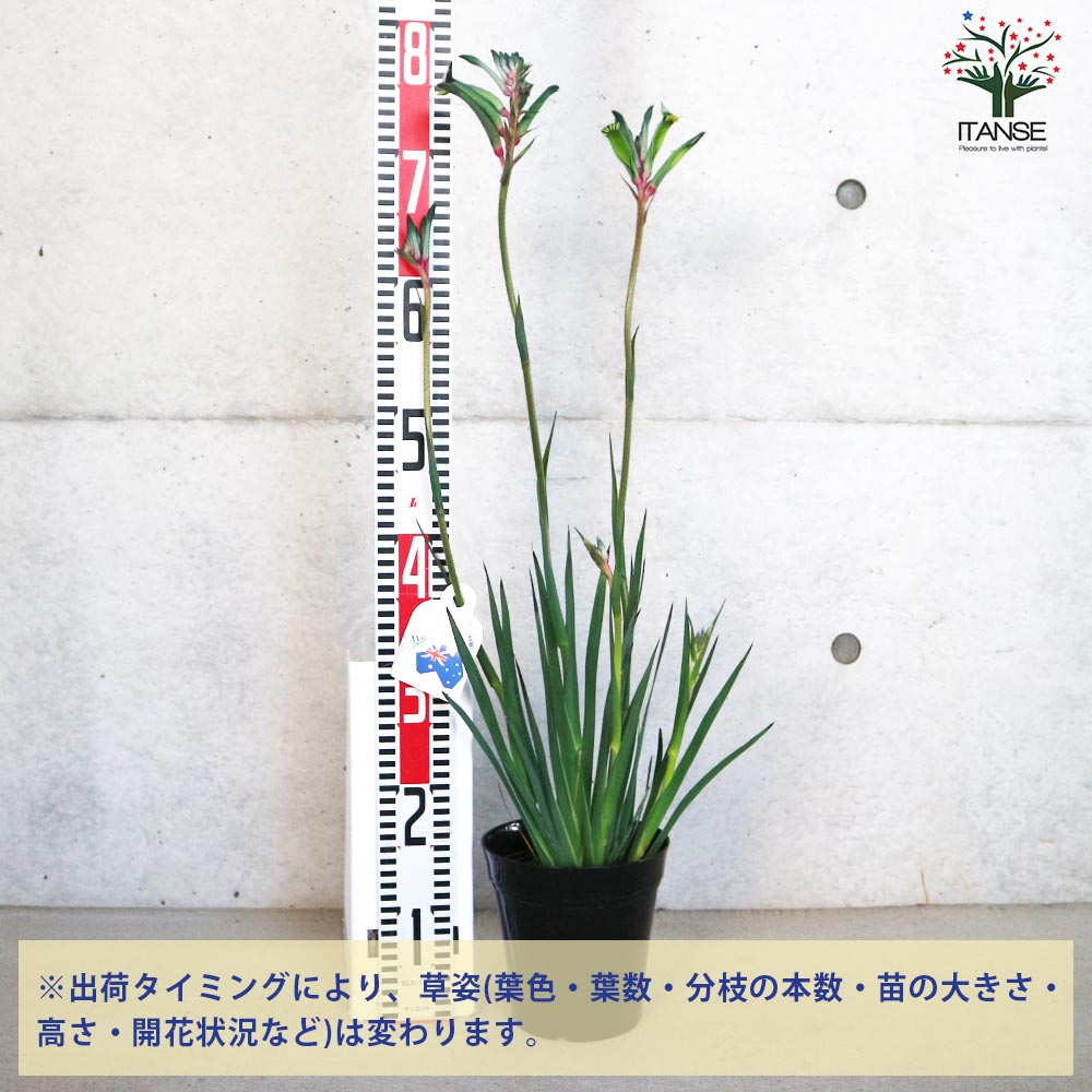 カンガルーポー ファイヤーワークス【花苗 5号鉢／1個売り】｜ 【植物のITANSE】全品送料無料・即出荷!