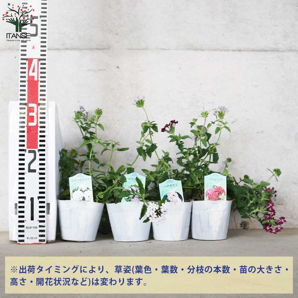 広がるバーベナ Aセット／4品種各2個【花苗 3.5号ポット／お買い得8個セット】｜ 【植物のITANSE】全品送料無料・即出荷!