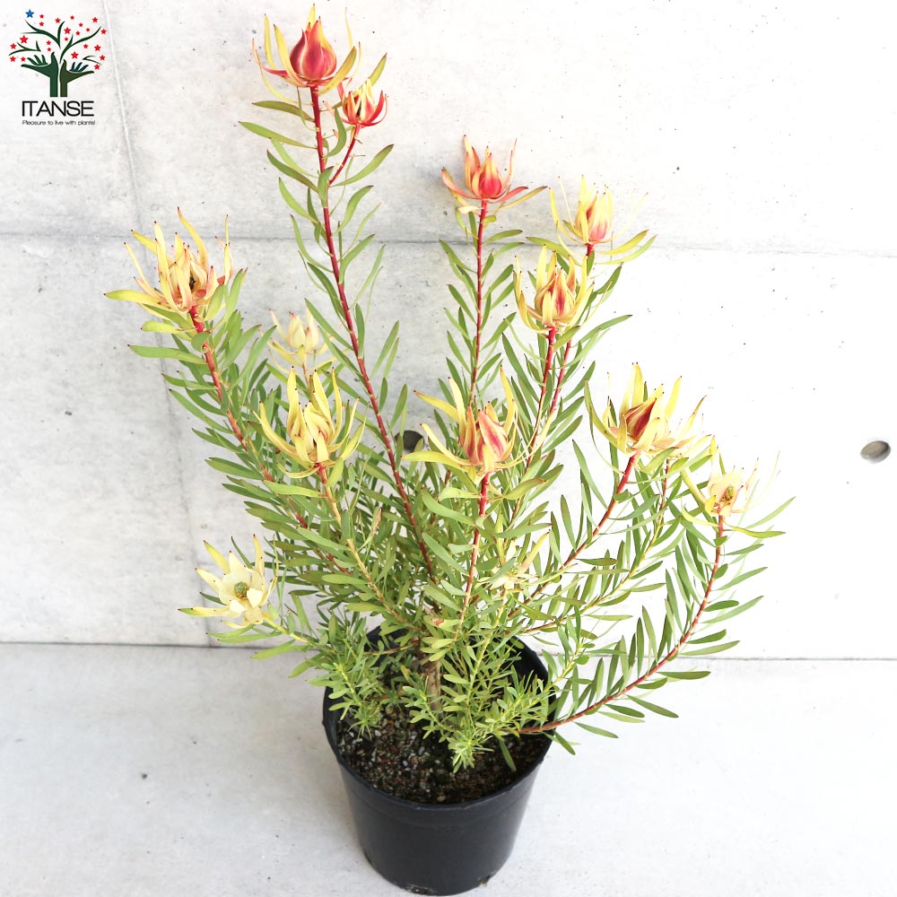 リューカデンドロン ハーレクイン【花苗 7号鉢／1個売り】｜ 【植物のITANSE】全品送料無料・即出荷!