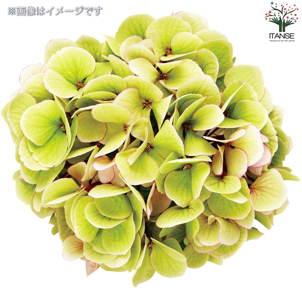 アジサイ アフタヌーンドリーム【花苗 3.5号ポット／1個売り】｜ 【植物のITANSE】全品送料無料・即出荷!