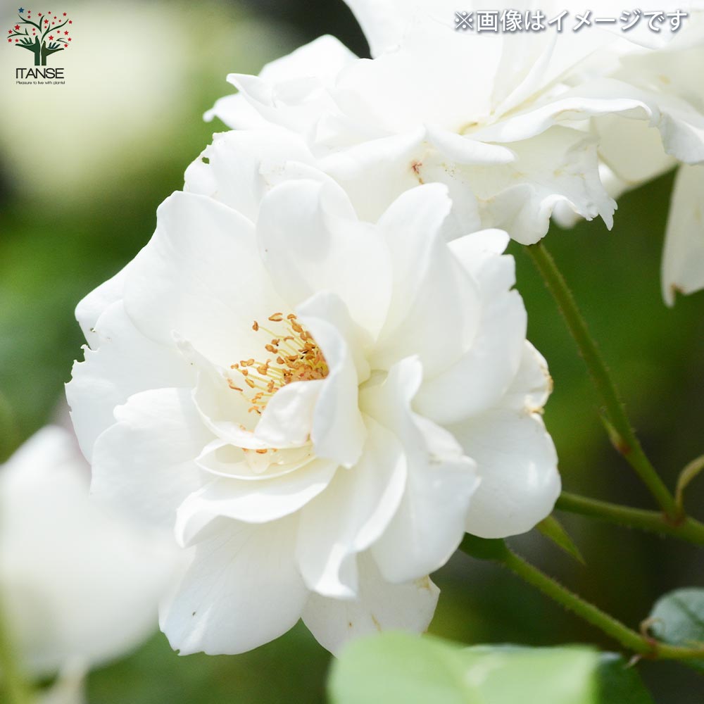 つる薔薇 アイスバーグ【花苗 5号角鉢新苗／1個売り】｜ 【植物のITANSE】全品送料無料・即出荷!