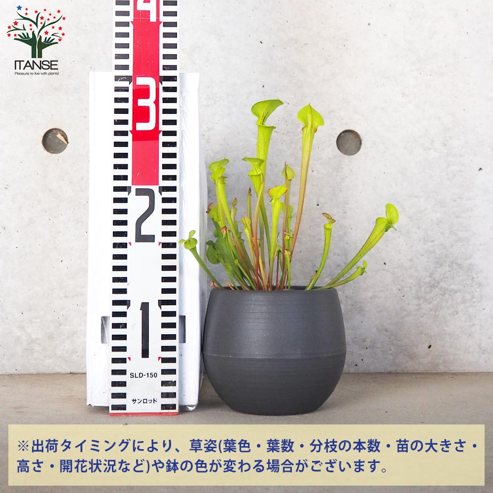 サラセニア フラバレッド【観葉植物 4.5号鉢／1個売り】｜ 【植物のITANSE】全品送料無料・即出荷!