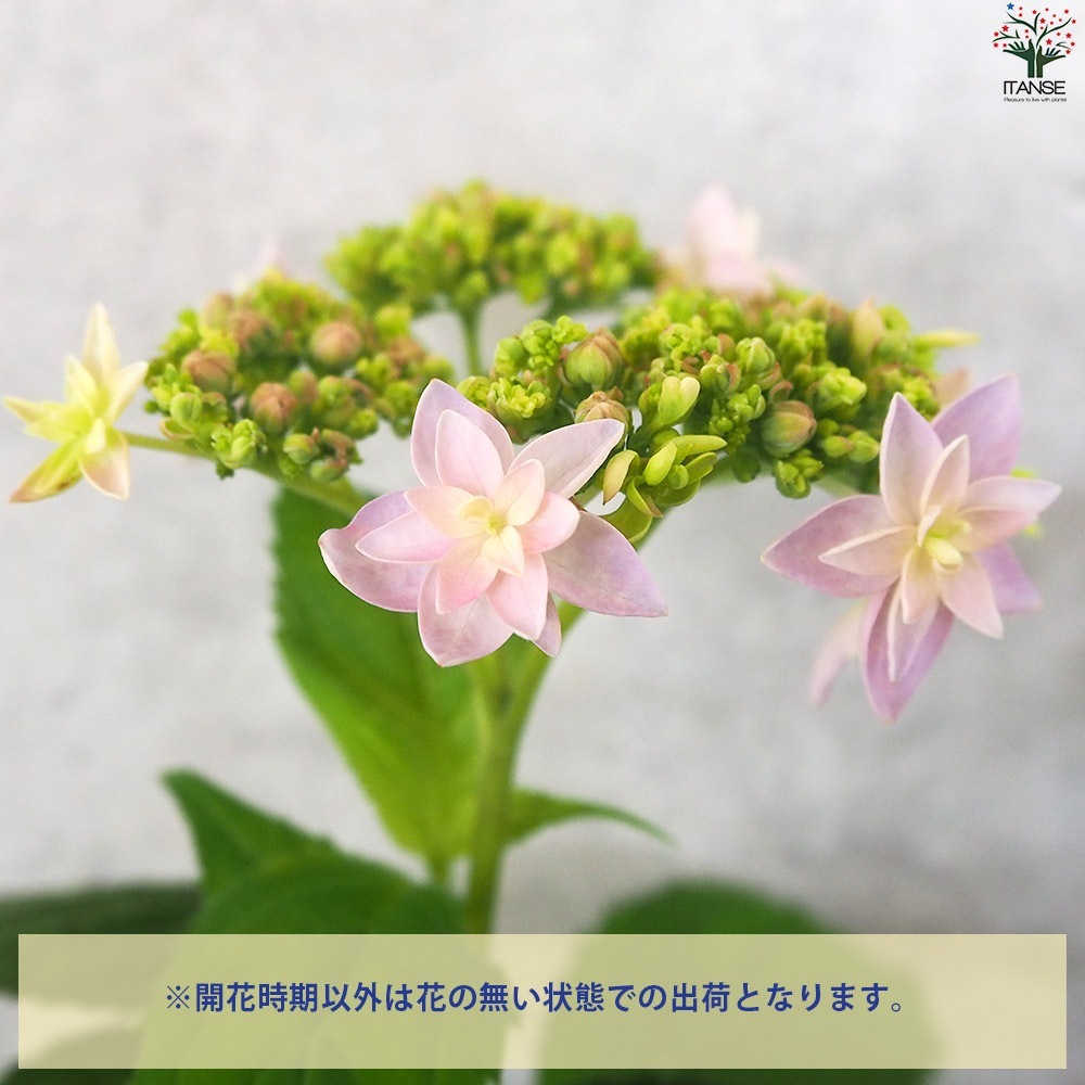 山アジサイの苗 品種：泰音の星(かなとのほし)【花苗 3号ポット／1個売り】｜ 【植物のITANSE】全品送料無料・即出荷!