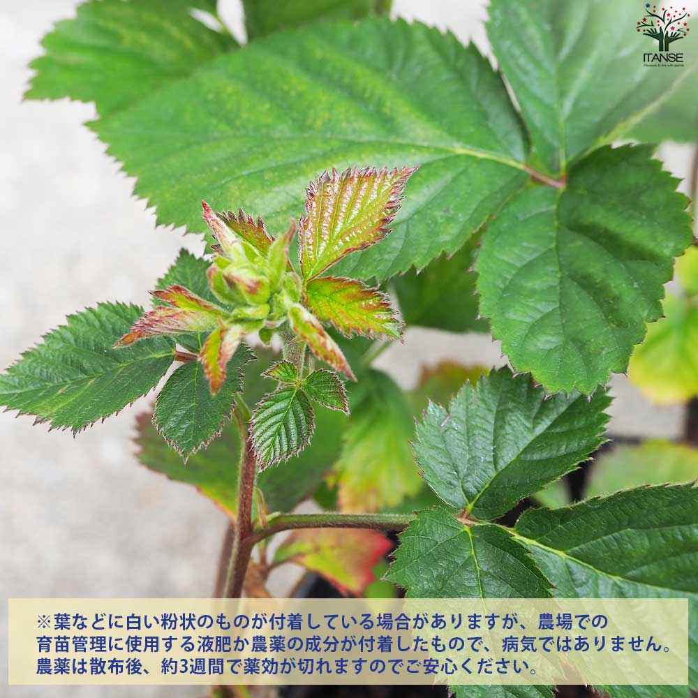 ブラックベリーの苗木 ブラックサテン【果樹の苗 12cmポット 1年生 挿し木苗／1個売り】｜ 【植物のITANSE】全品送料無料・即出荷!