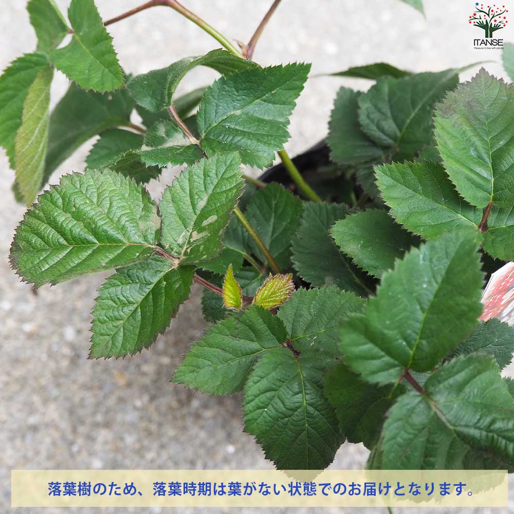ブラックベリーの苗木 チェスター【果樹の苗 12cmポット 1年生 挿し木苗／1個売り】｜ 【植物のITANSE】全品送料無料・即出荷!
