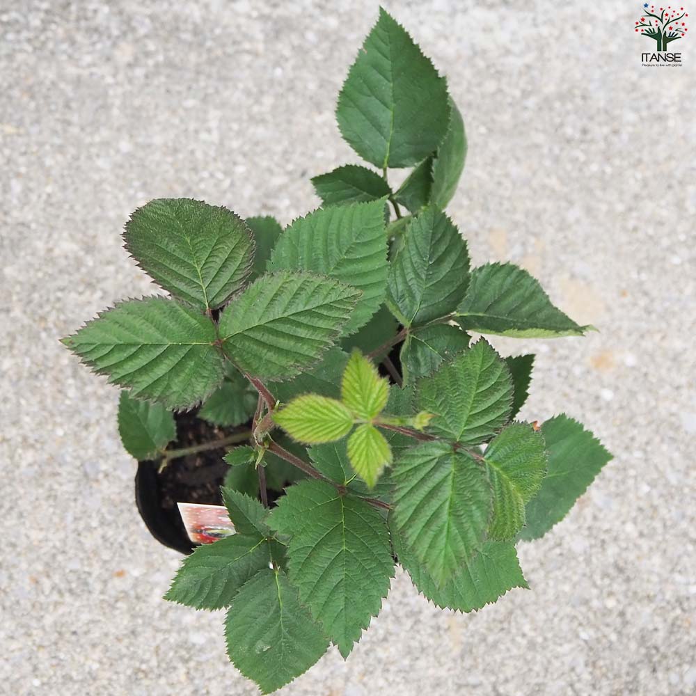 ブラックベリーの苗木 ヒマラヤ【果樹の苗 12cmポット 1年生 挿し木苗／1個売り】｜ 【植物のITANSE】全品送料無料・即出荷!