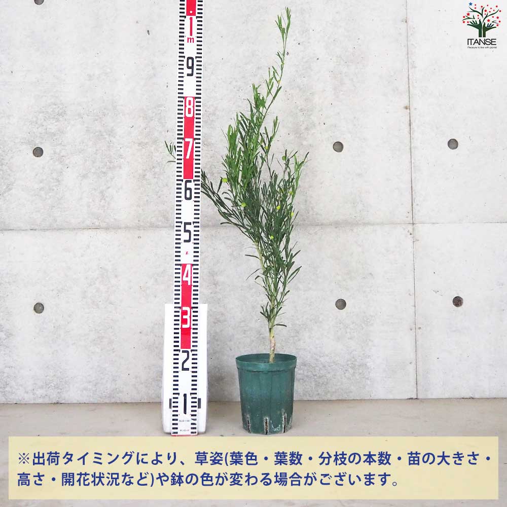 デザートライム【果樹の苗木 15cmポット 接木苗／1個売り】｜ 【植物のITANSE】全品送料無料・即出荷!