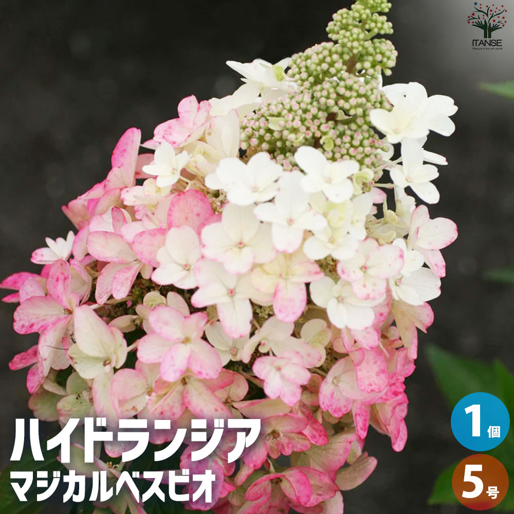 ハイドランジア (ノリウツギ) マジカルベスビオ【花苗 5号鉢／1個売り】｜ 【植物のITANSE】全品送料無料・即出荷!