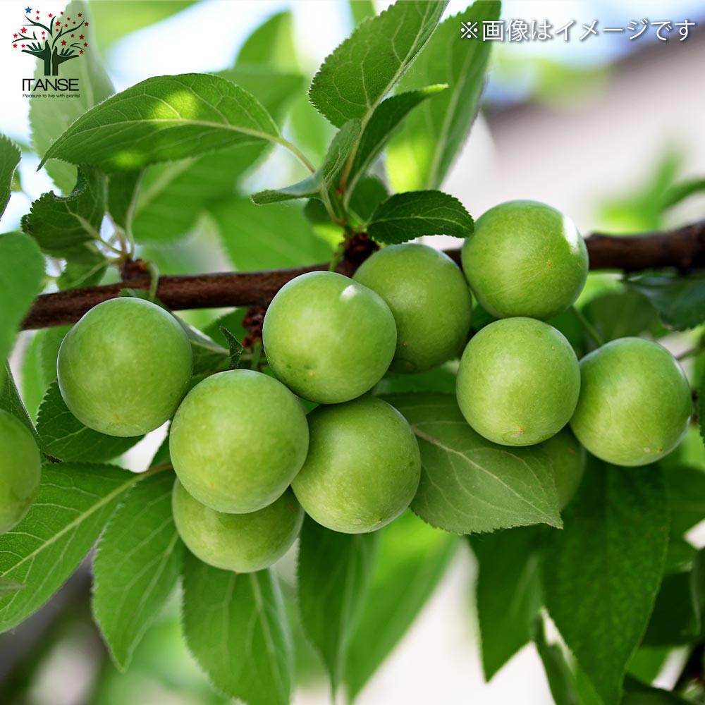 梅の苗木 品種：麗和(れいわ)【果樹の苗木 5号 接木苗／1個売り】｜ 【植物のITANSE】全品送料無料・即出荷!