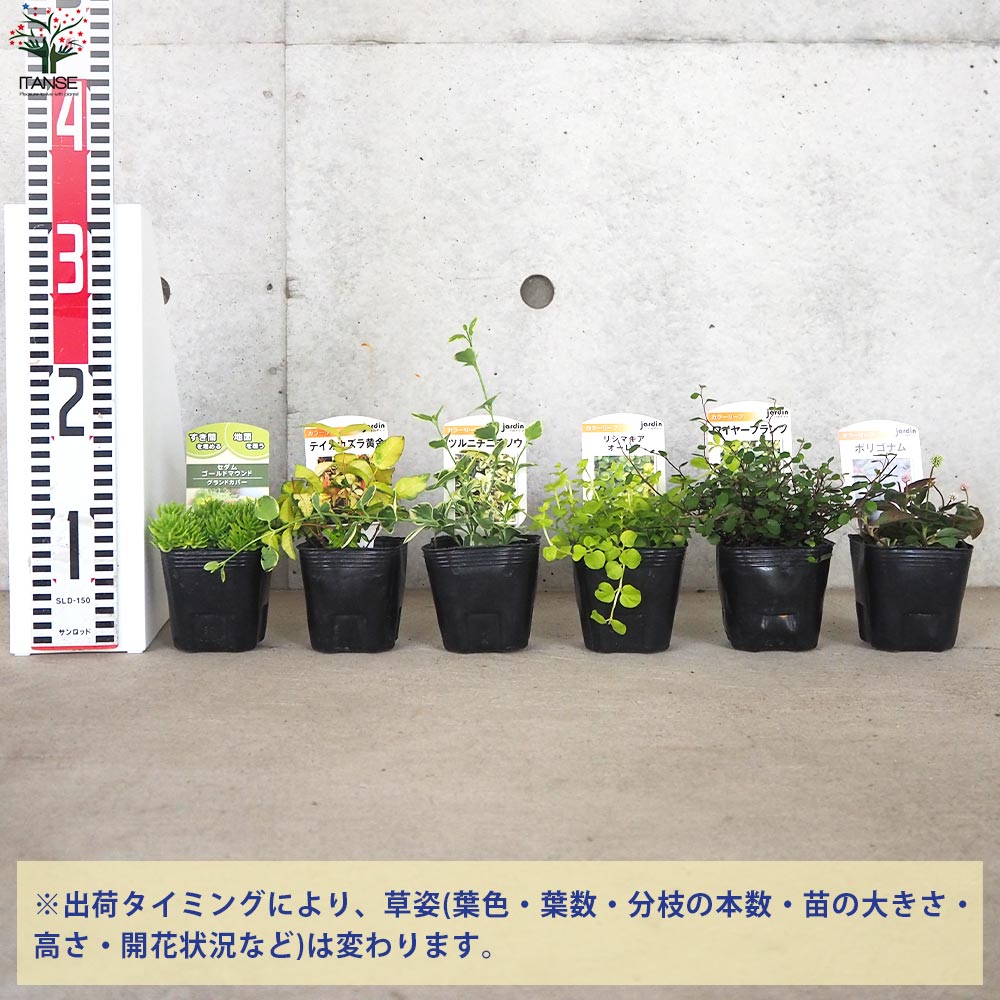 グランドカバーにも寄せ植えにも使える！リーフCセット 6品種1個【花苗 9cmポット／お買い得6個セット】｜ 【植物のITANSE】全品送料無料・即出荷!