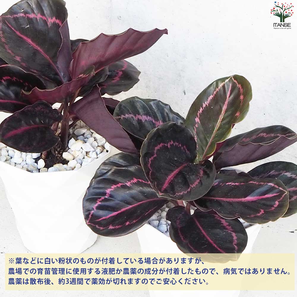 カラテア ヴェイチアナ フック【観葉植物 5号鉢／1個売り】｜ 【植物のITANSE】全品送料無料・即出荷!