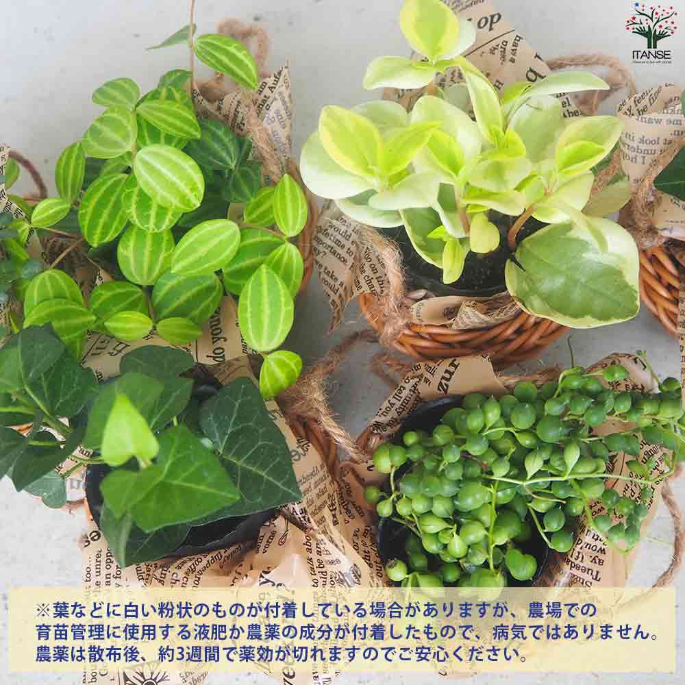ハンガー&バスケット観葉見計 【観葉植物 3号ポット】｜ 【植物のITANSE】全品送料無料・即出荷!