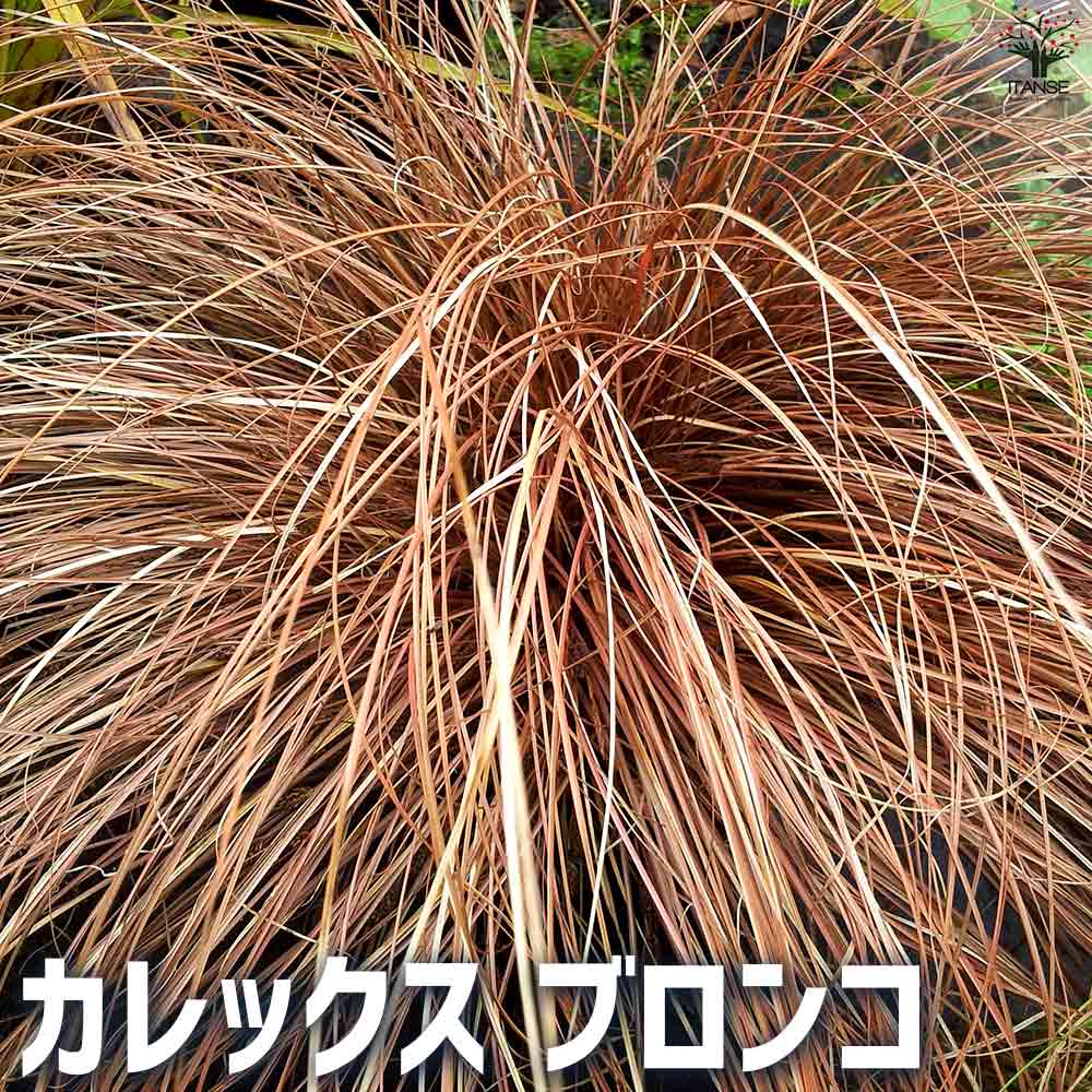 カレックス ブロンコ 2個～【花苗 9cmポット】｜ 【植物のITANSE】全品送料無料・即出荷!