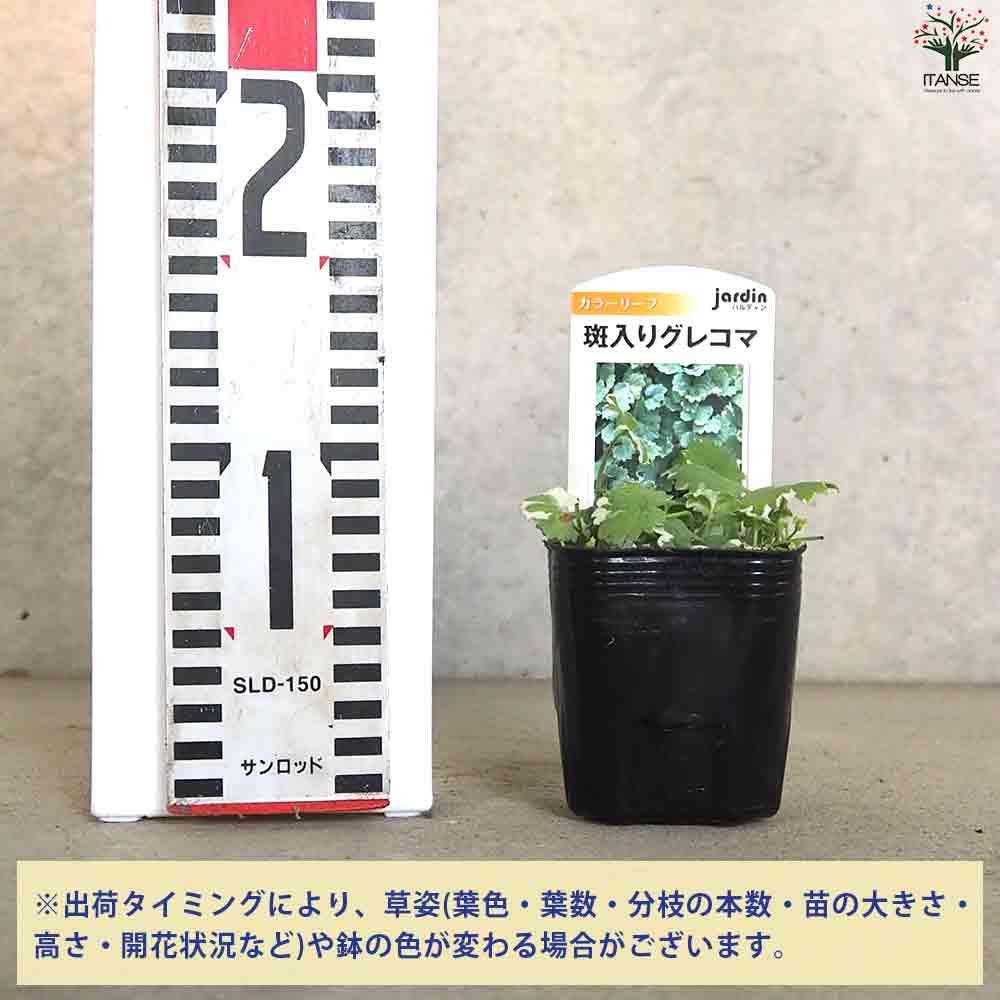 斑入りグレコマ 2個～【花苗 9cmポット】｜ 【植物のITANSE】全品送料無料・即出荷!