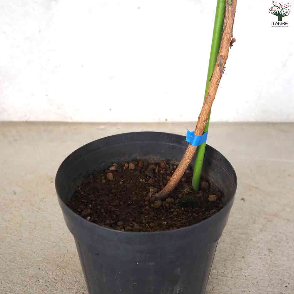 フェイジョア アポロ 【庭木 6号ポット／1個売り】｜ 【植物のITANSE】全品送料無料・即出荷!