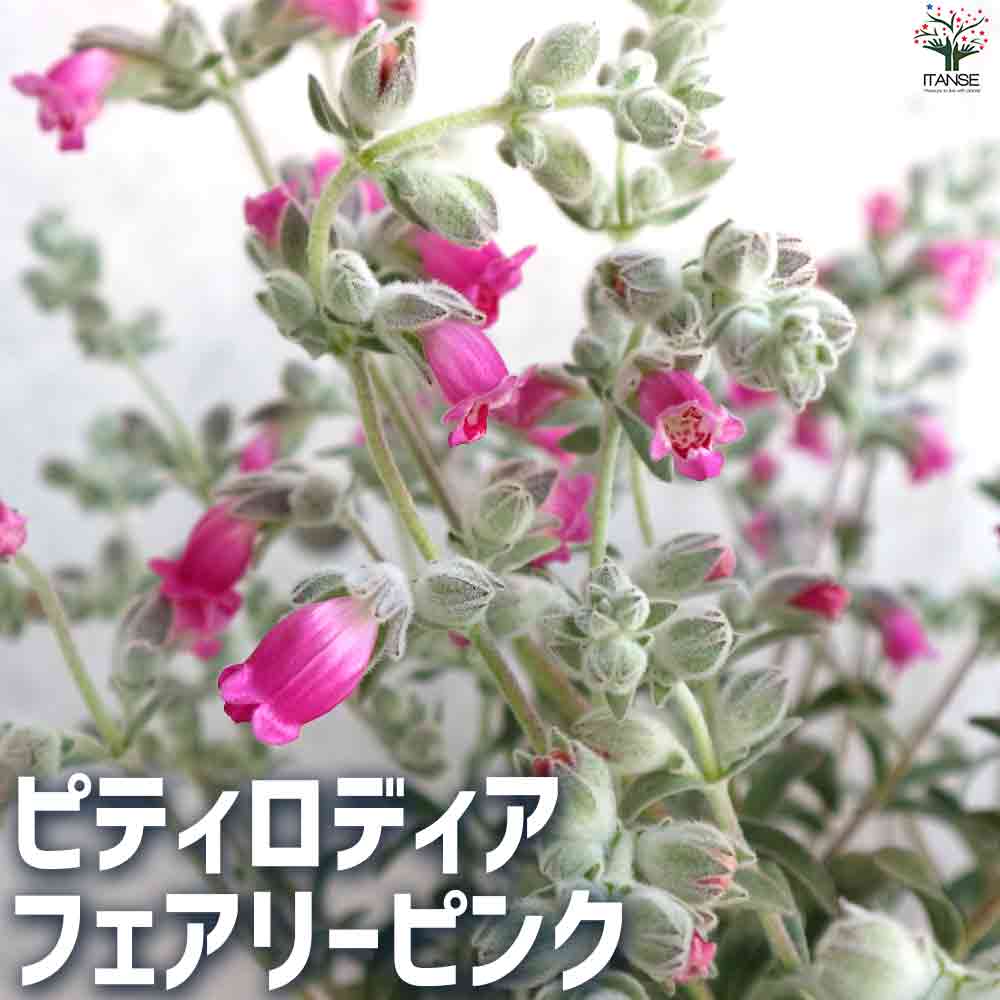 ピティロディア フェアリーピンク 【庭木 3号ポット】｜ 【植物のITANSE】全品送料無料・即出荷!