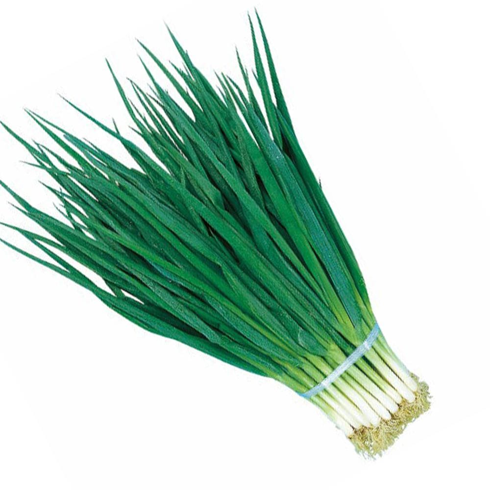 九条ねぎの苗2個～【野菜苗 9cmポット実生苗】｜ 【植物のITANSE】全品送料無料・即出荷!