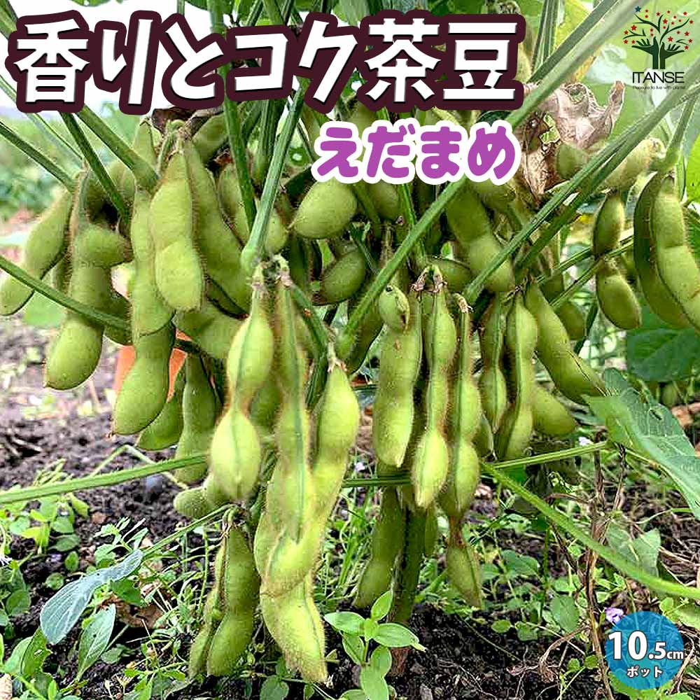 枝豆の苗 食欲そそる香りとコク茶豆(茶枝豆)3個～【野菜の苗 10.5cmポット】｜ 【植物のITANSE】全品送料無料・即出荷!