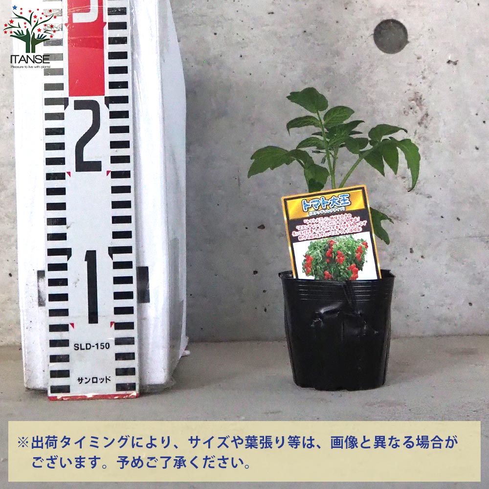 ミニトマトの苗 トマト大王 スタンディング(立ち性)タイプ 接木苗2個～【野菜の苗 9cmポット】｜ 【植物のITANSE】全品送料無料・即出荷!