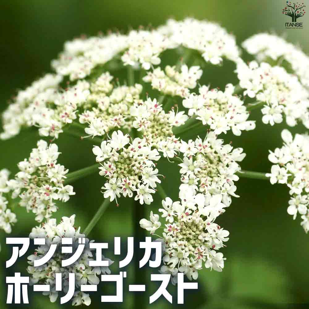 アンジェリカ ホーリーゴースト 【花苗 4号ポット】｜ 【植物のITANSE】全品送料無料・即出荷!