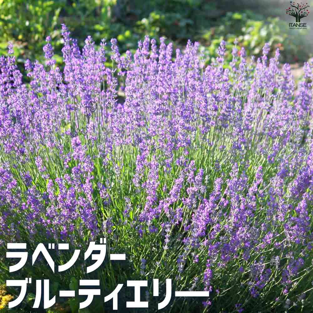 ラベンダー ブルーティエリ― 2個～【ハーブの苗 9cmポット】｜ 【植物のITANSE】全品送料無料・即出荷!