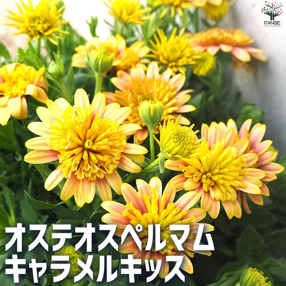 オステオスペルマム キャラメルキッス 【花苗 3.5号ポット】｜ 【植物のITANSE】全品送料無料・即出荷!