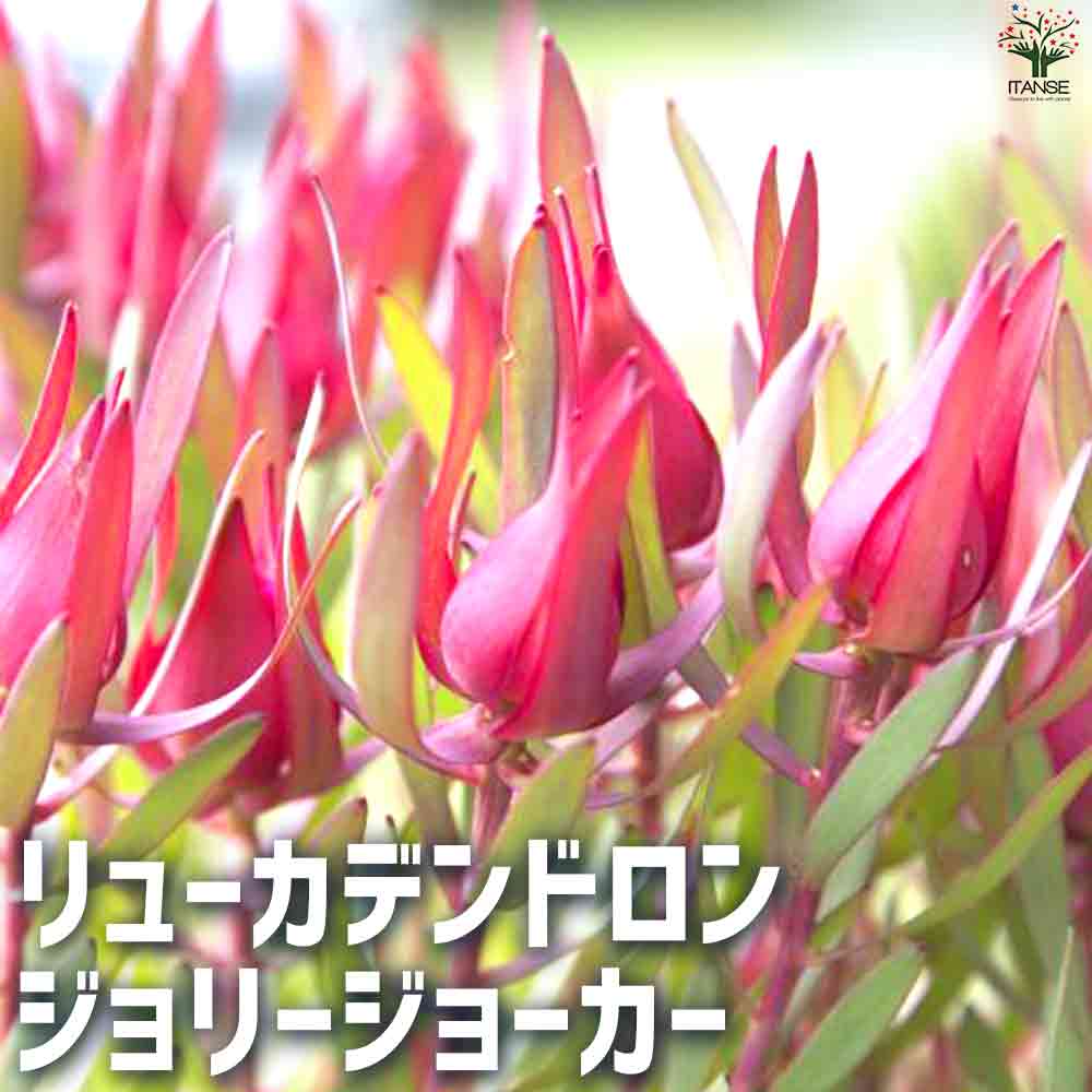 リューカデンドロン ジョリージョーカー 【庭木 5号鉢】｜ 【植物のITANSE】全品送料無料・即出荷!