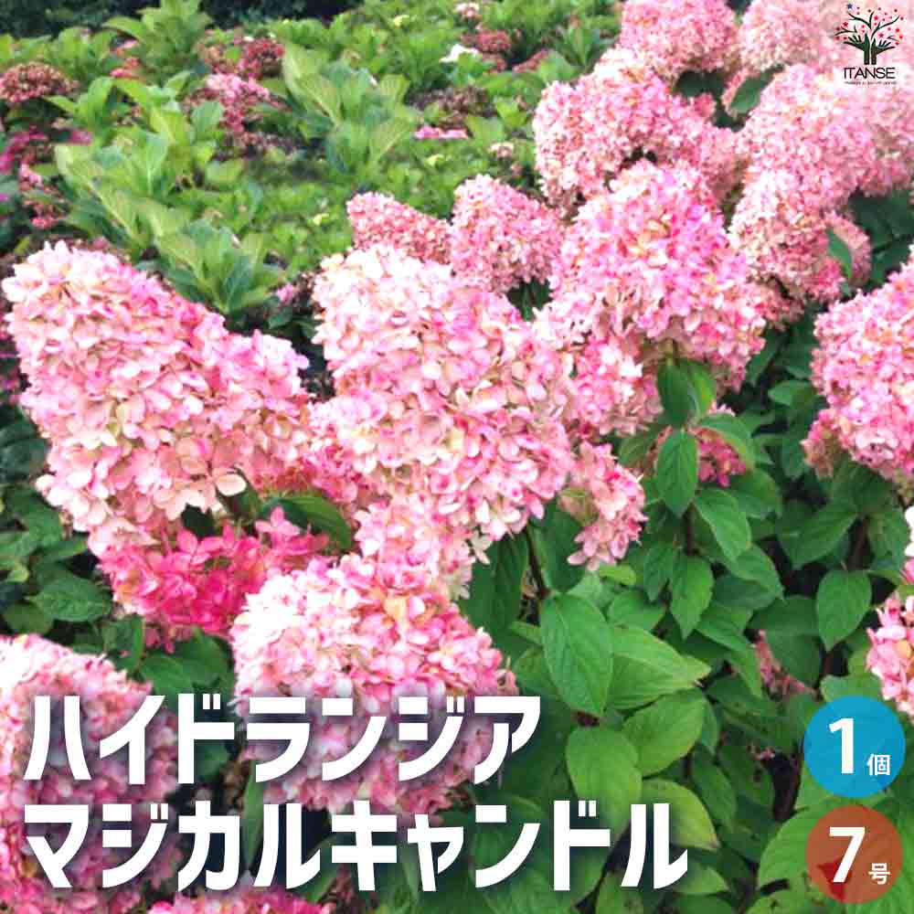 ハイドランジア マジカルキャンドル 【庭木 7号鉢／1個売り】｜ 【植物のITANSE】全品送料無料・即出荷!