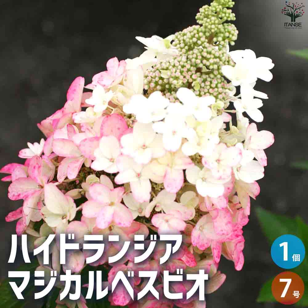 ハイドランジア マジカルベスビオ 【庭木 7号鉢／1個売り】｜ 【植物のITANSE】全品送料無料・即出荷!