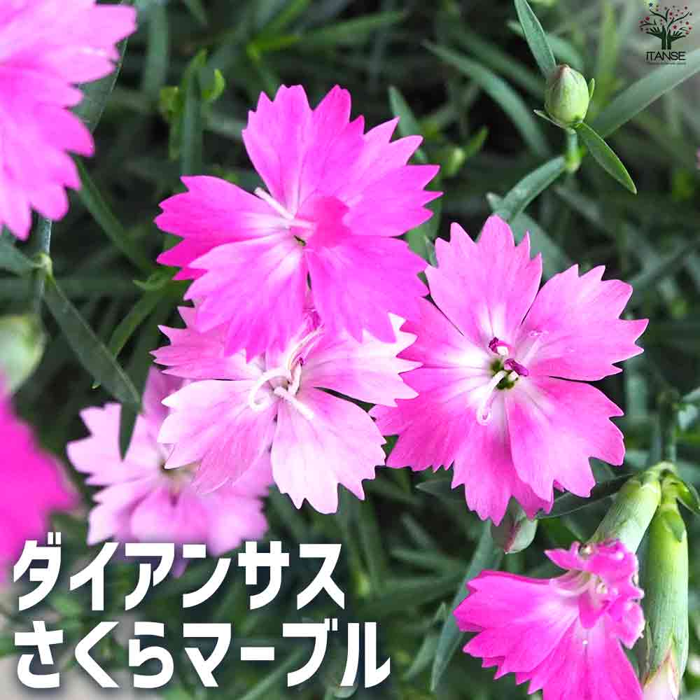 ダイアンサス さくらマーブル 2個～【花苗 9cmポット】｜ 【植物のITANSE】全品送料無料・即出荷!