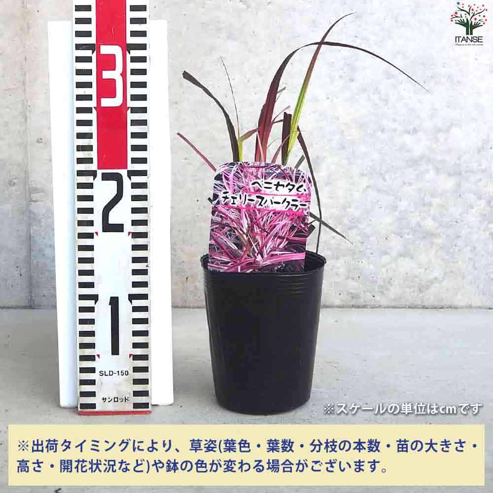 ペニセタム チェリースパークラー 【花苗 3.5cmポット】｜ 【植物のITANSE】全品送料無料・即出荷!