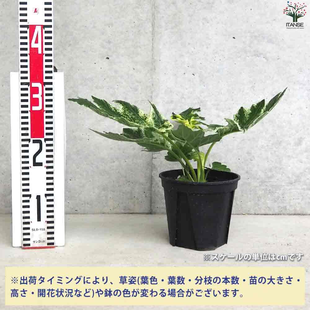 ディアネラ タスマニカ タスマニアンエンジェル 【花苗 5号ポット】｜ 【植物のITANSE】全品送料無料・即出荷!
