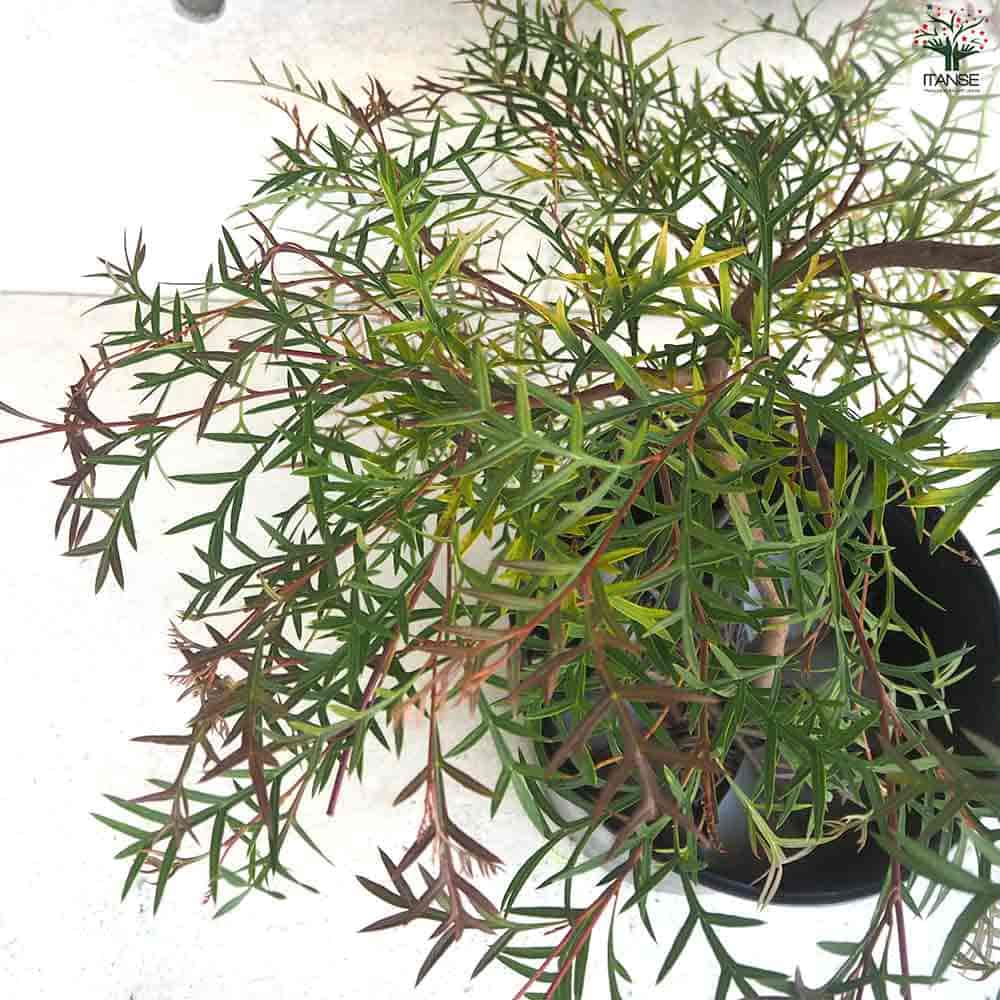 グレビレア ブロンズランバー 【庭木 9号ポット／1個売り】｜ 【植物のITANSE】全品送料無料・即出荷!